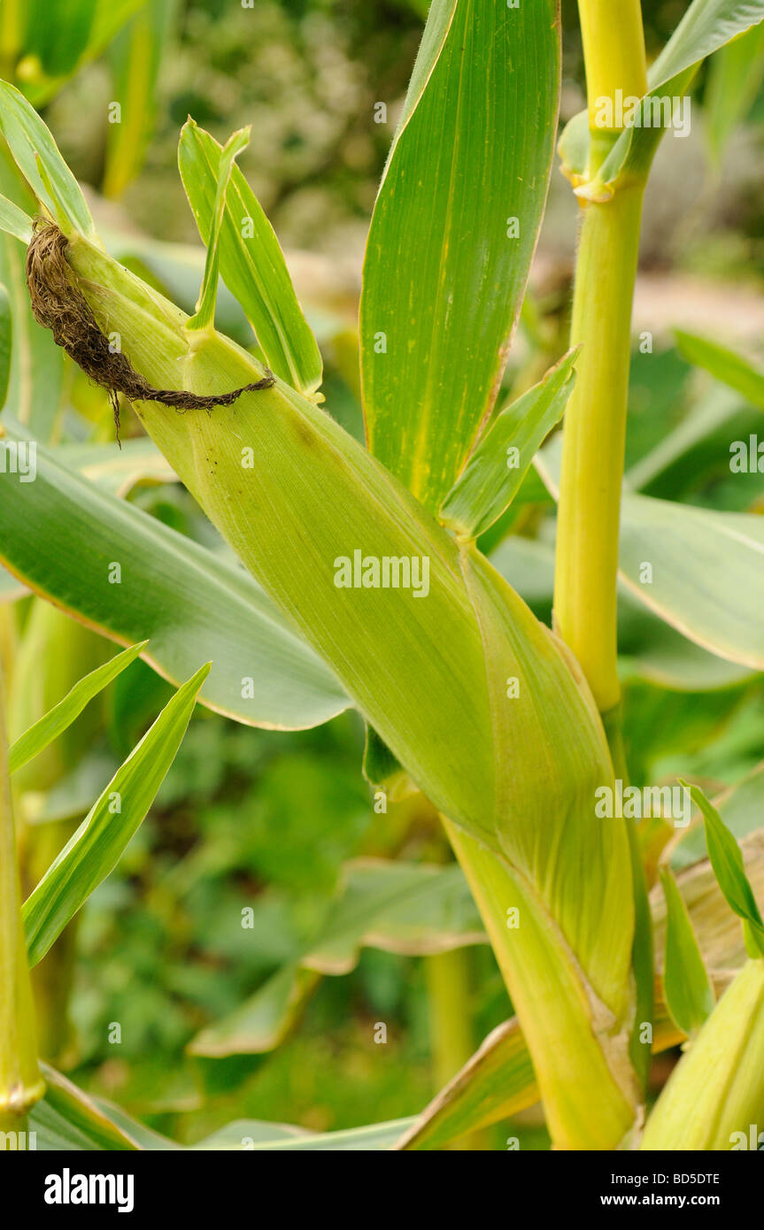Sweetcorn Growing High Resolution Stock Photography and Images - Alamy