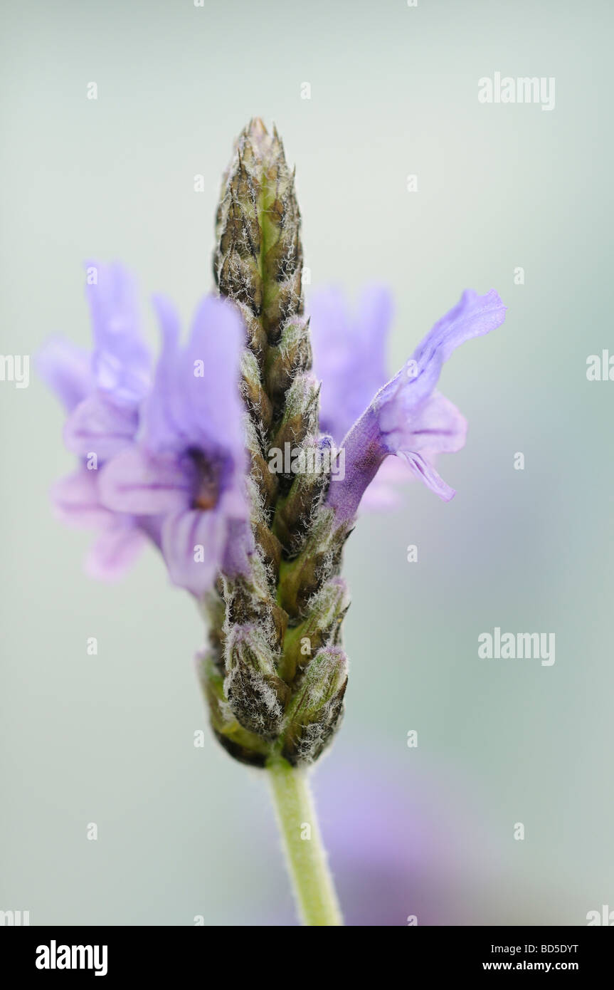 Lavender flower close up hi-res stock photography and images - Alamy