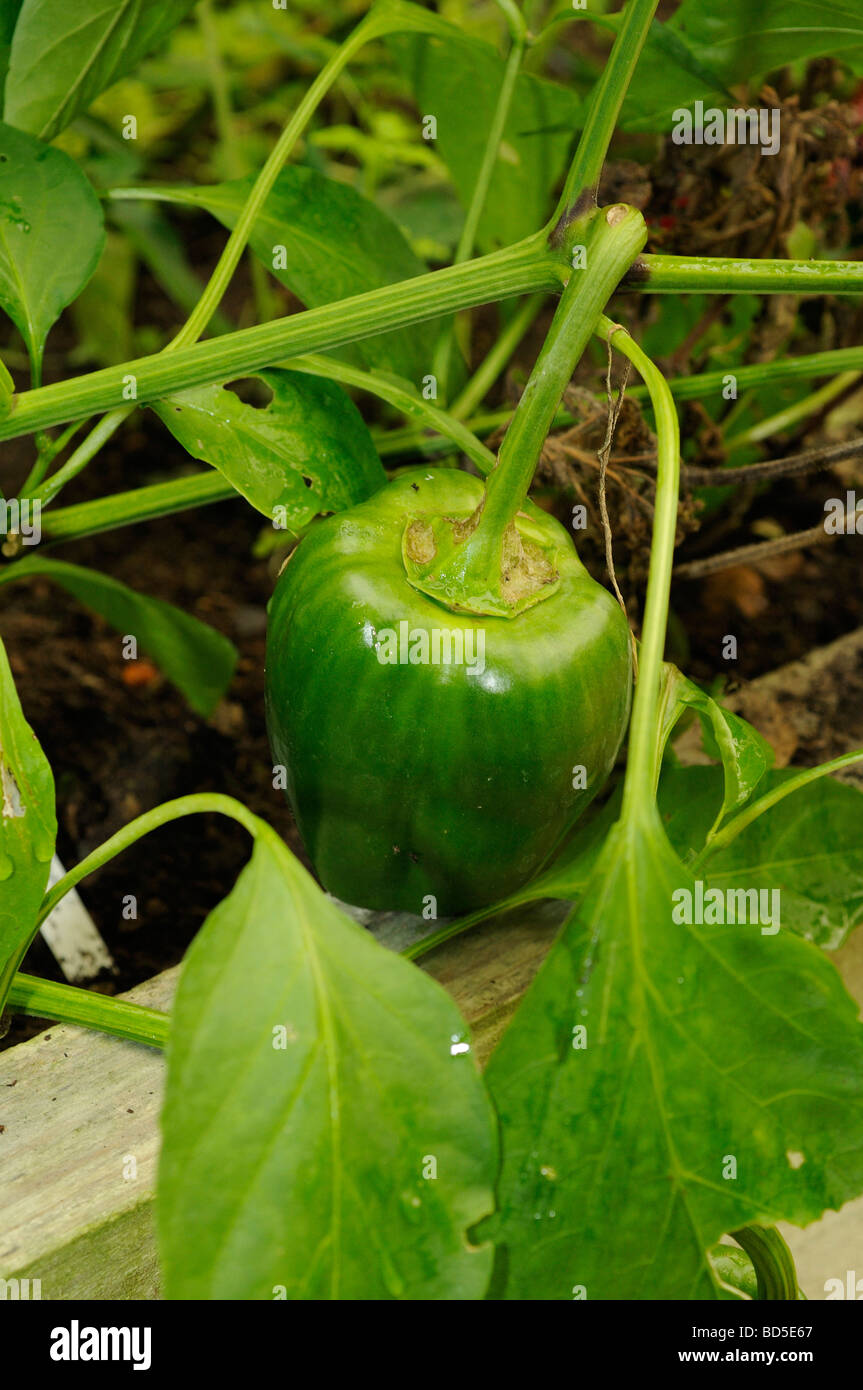 Carl pepper hi-res stock photography and images - Alamy
