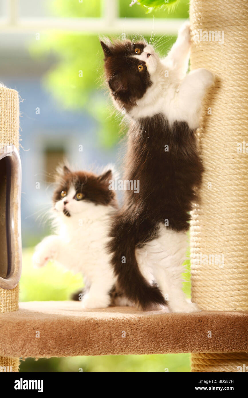 British Longhair Cat kittens black and white Highlander Lowlander ...
