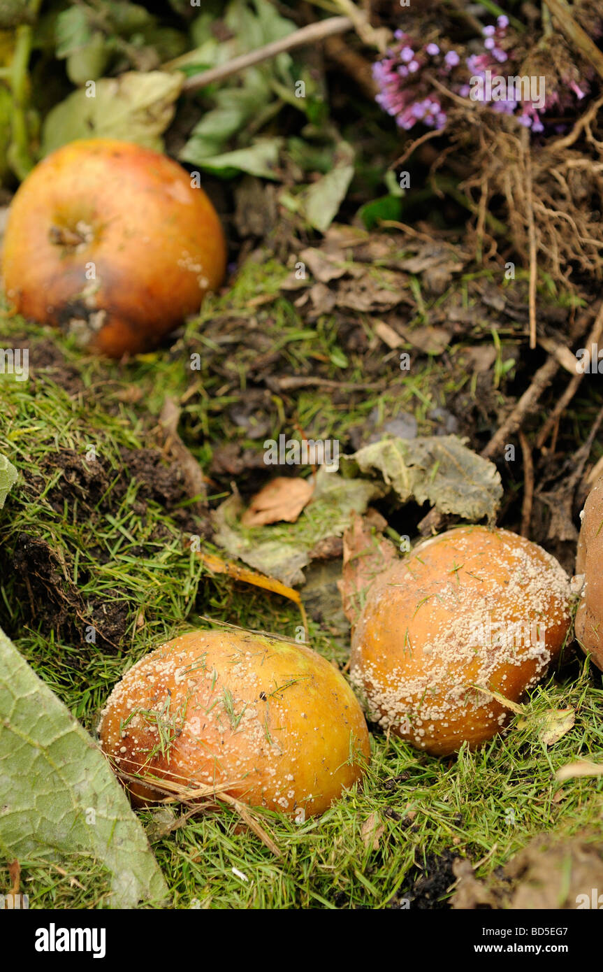 Rotting grass hi-res stock photography and images - Alamy