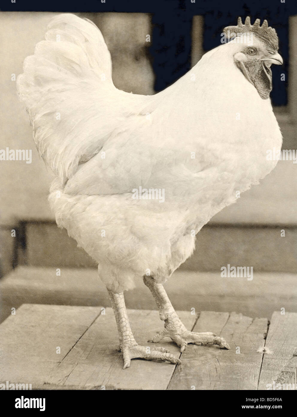 White Rooster in Profile Stock Photo - Alamy
