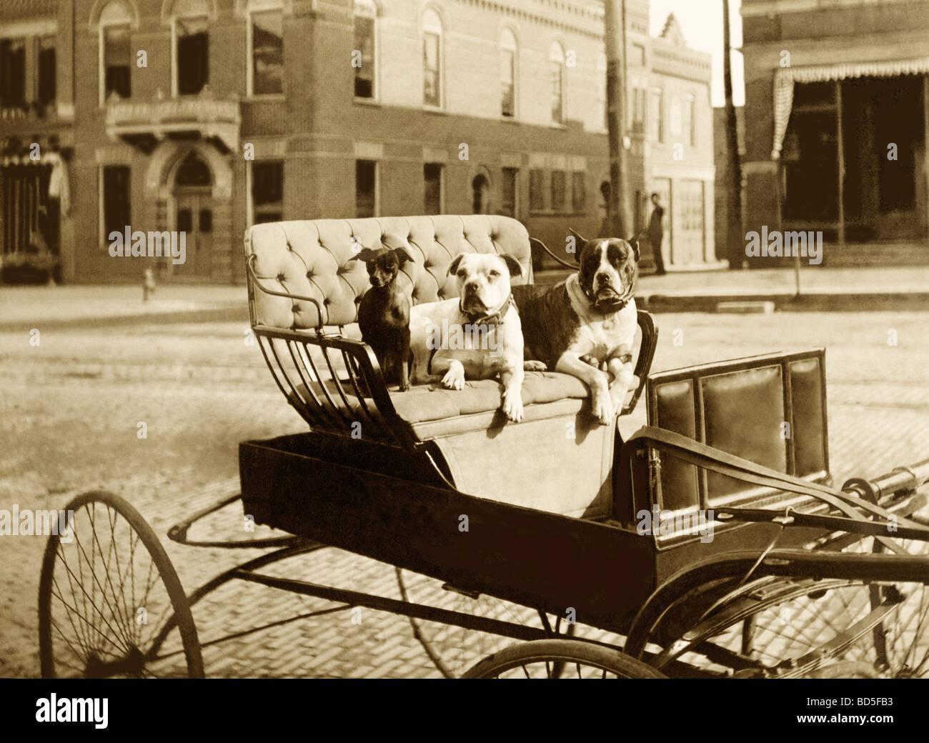 Three Dogs Riding in Horse Drawn Carriage Stock Photo - Alamy