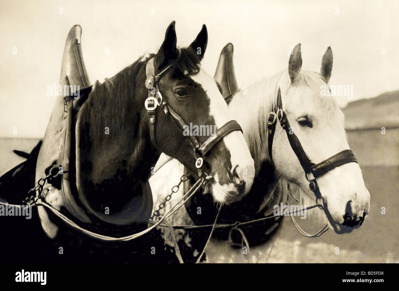 Closeup of Horse Team in Harness Stock Photo - Alamy