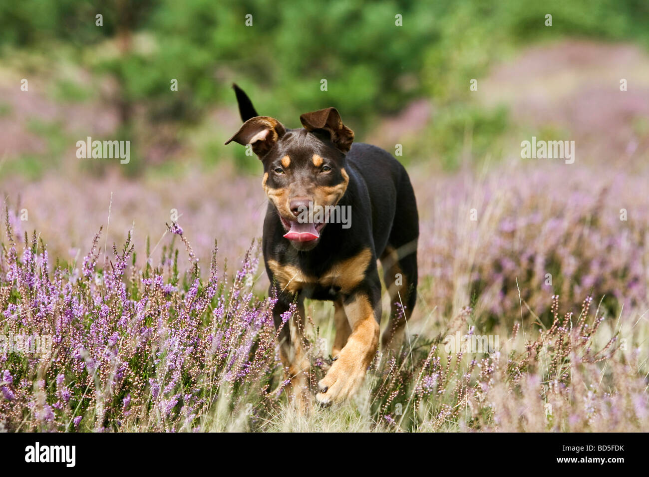 Working Kelpie running across a field of heather Stock Photo - Alamy