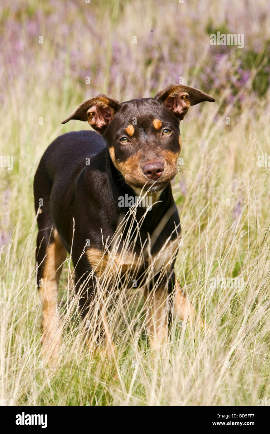 Kelpie hi-res stock photography and images - Alamy
