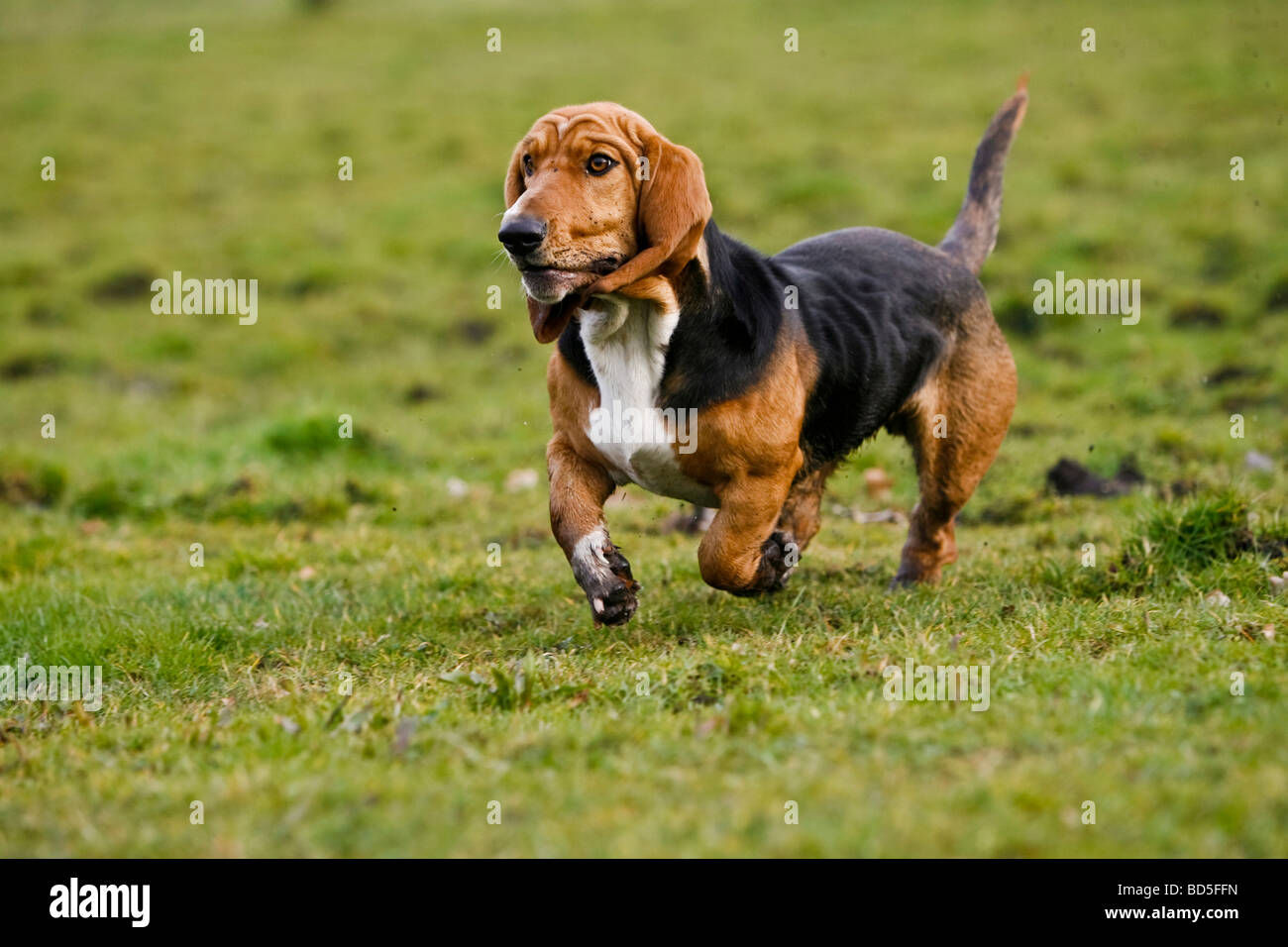 Hound dogs running hi-res stock photography and images - Alamy