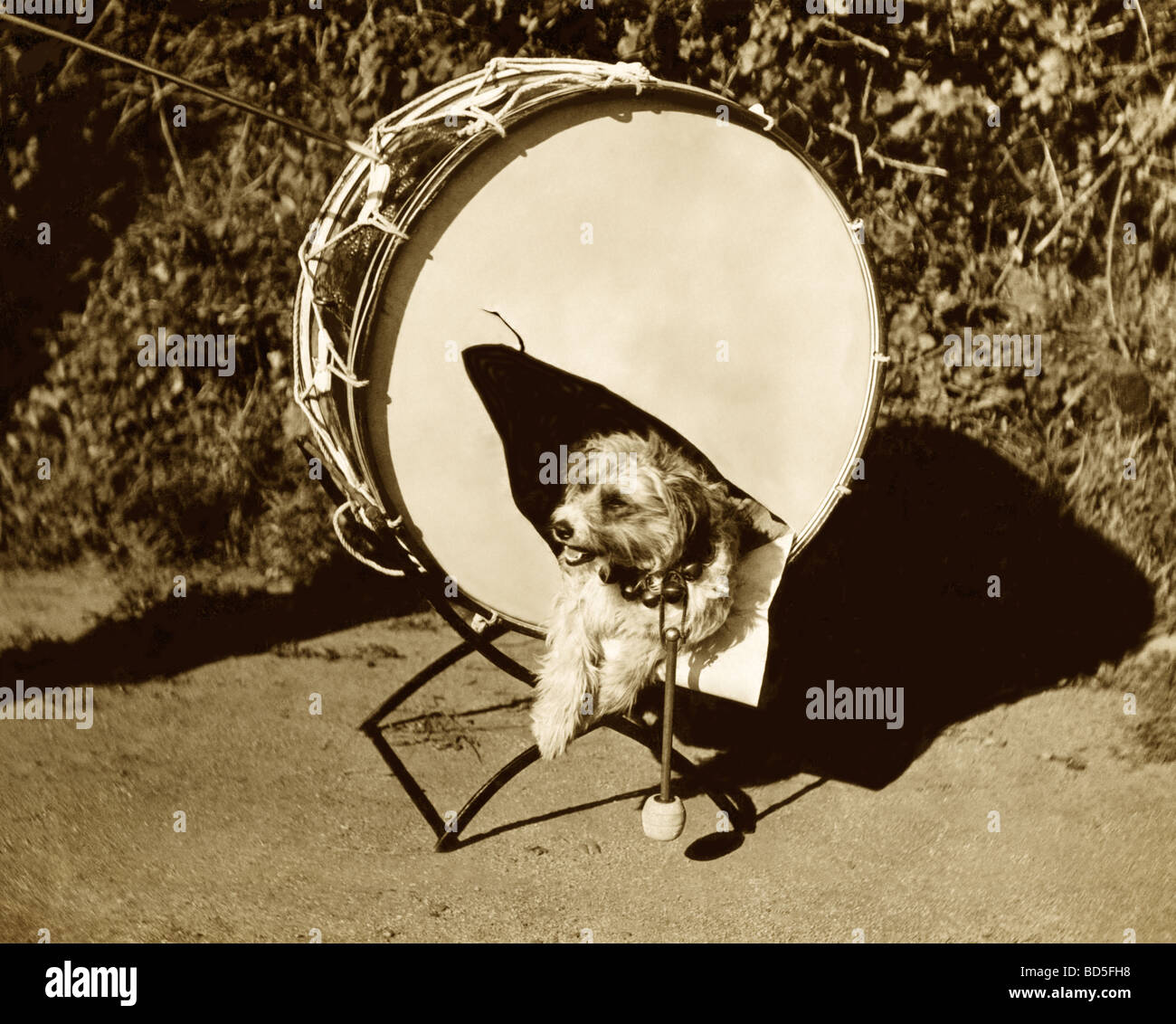 Dog Resting Inside Large Snare Drum Stock Photo - Alamy