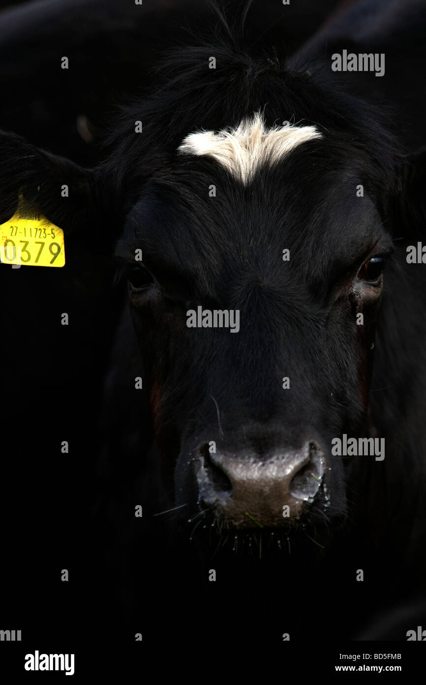 Black angus cow hi-res stock photography and images - Alamy