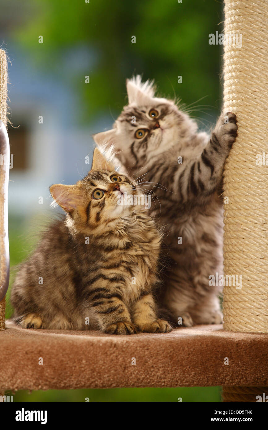 British Longhair Cat kitten black silver tabby and black golden tabby ...