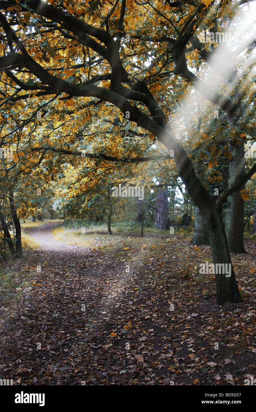 Shady fall trees hi-res stock photography and images - Alamy