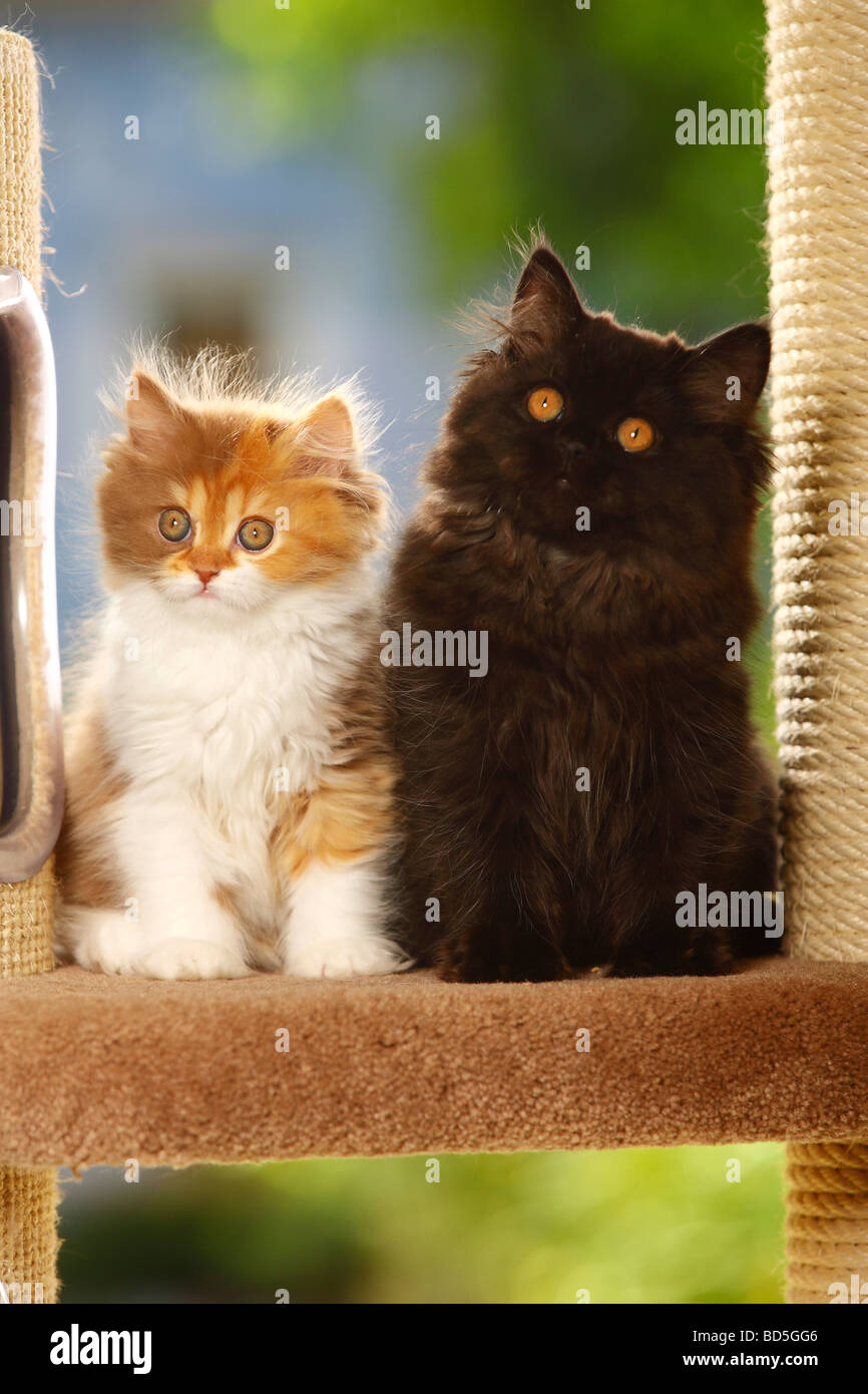 British Longhair Cat kittens cinnamon tortie white and black Highlander ...