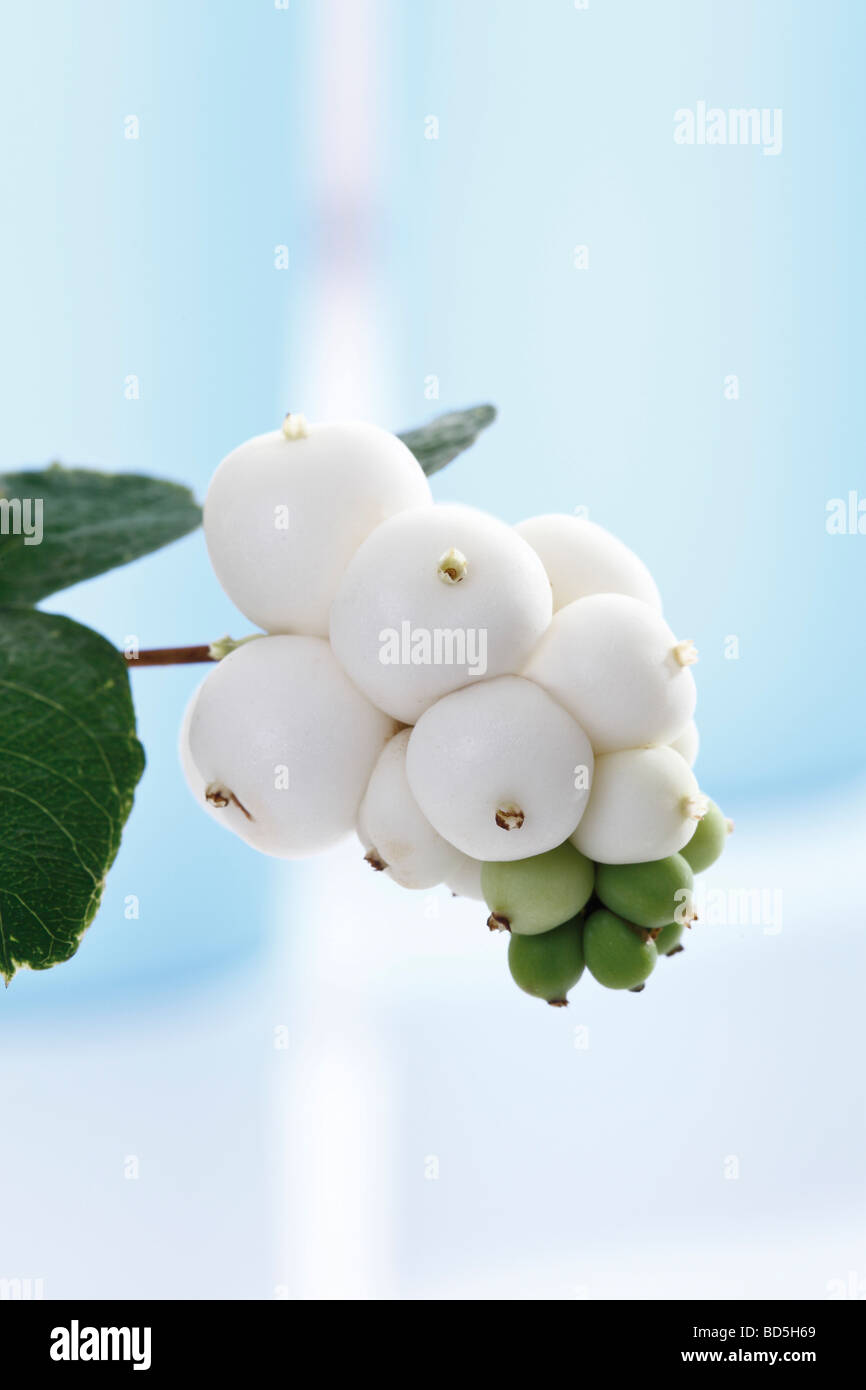 Snow berry hi-res stock photography and images - Alamy