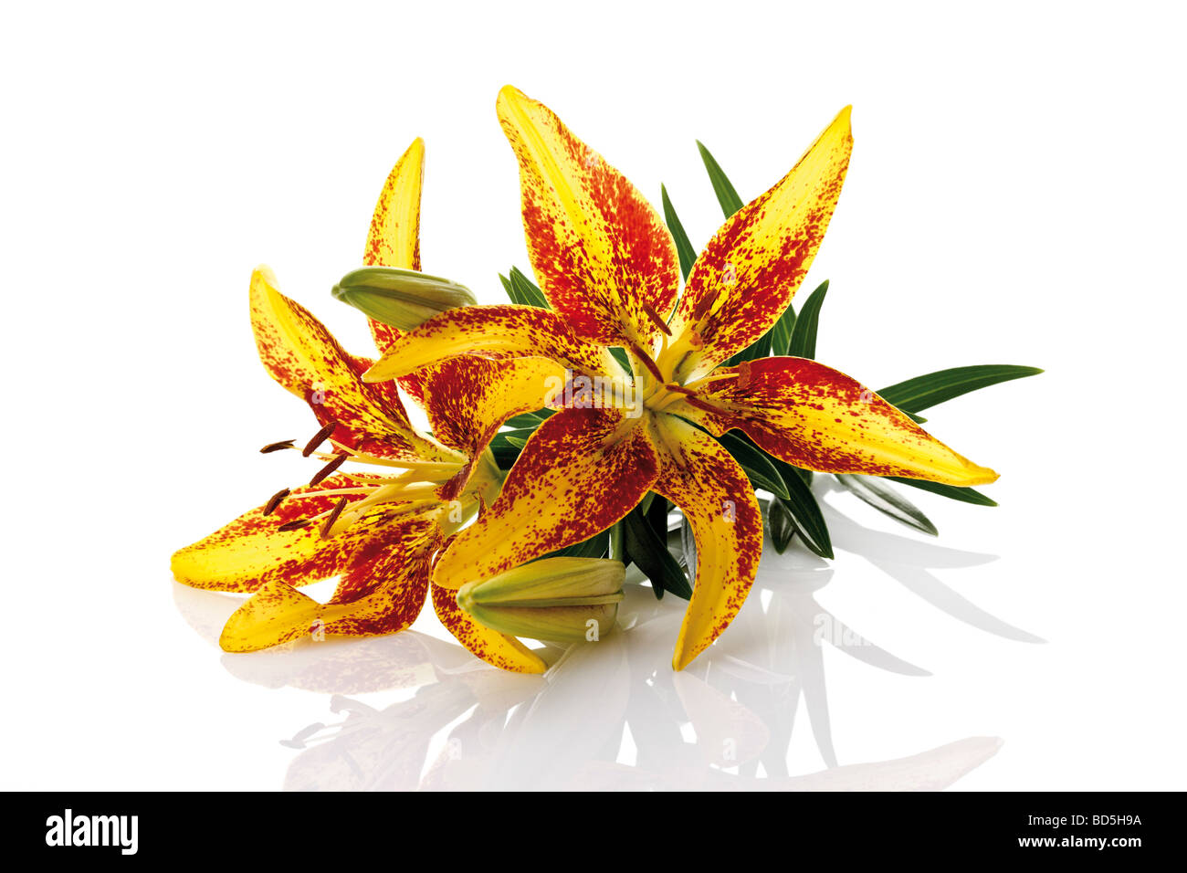 Types of yellow lilies hi-res stock photography and images - Alamy