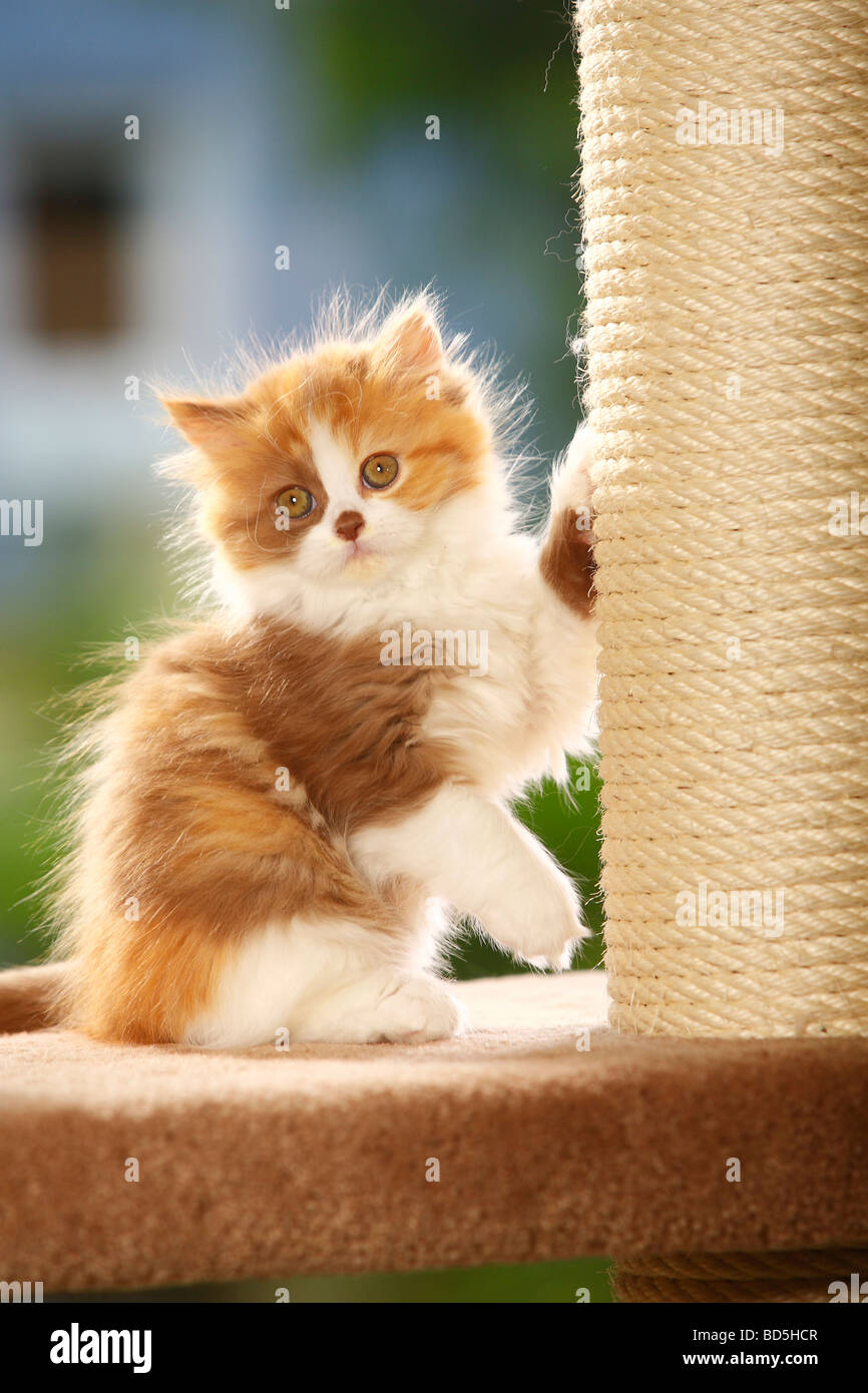 British Longhair Cat kitten cinnamon tortie white Highlander Lowlander ...