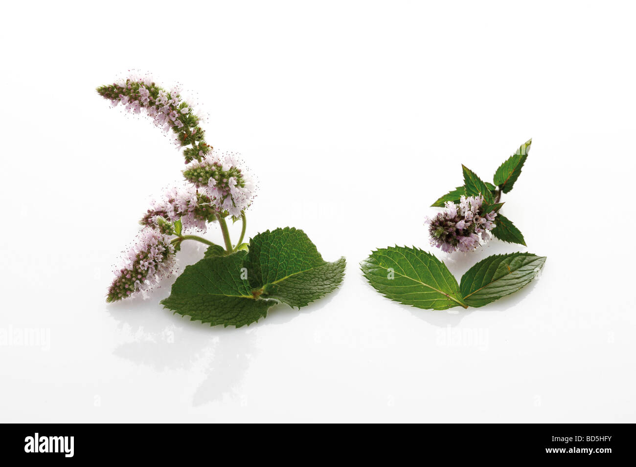 Medicinal plant peppermint (Mentha x piperita Stock Photo - Alamy