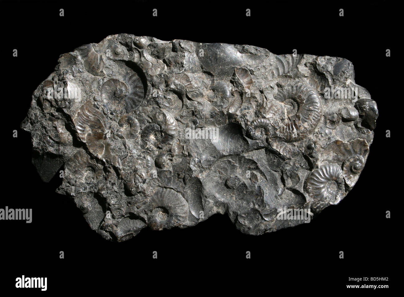 Prehistoric stratigraphy hi-res stock photography and images - Alamy