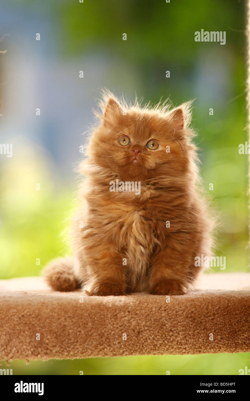 British Longhair Cat kitten cinnamon tortie Highlander Lowlander ...