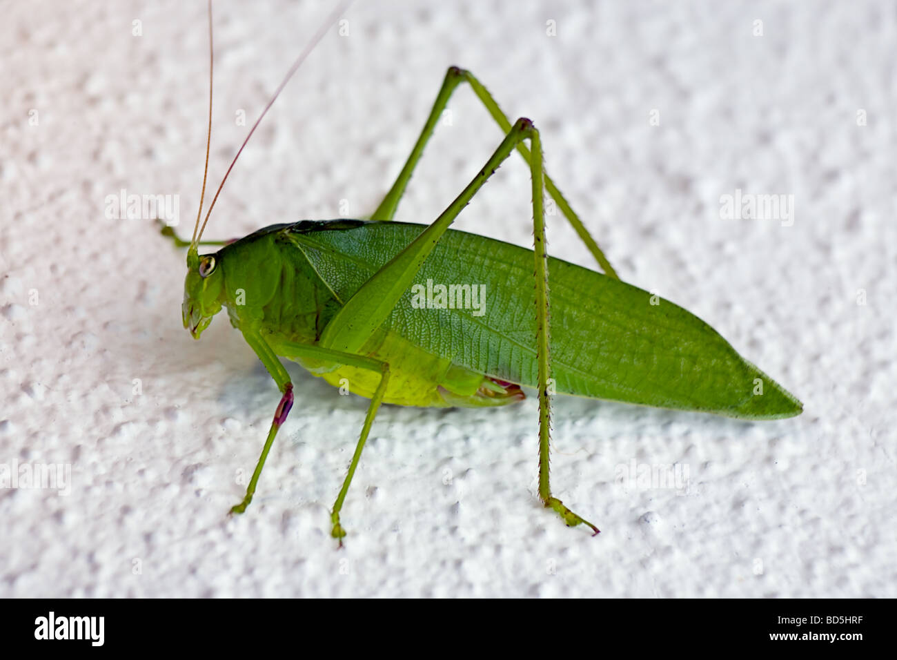 The grasshopper sat on a wall Stock Photo - Alamy