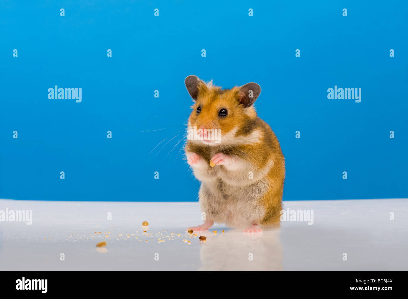 brown Hamster blue background goldhamster stand standing look looking ...
