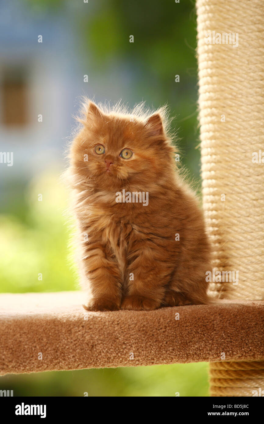 British Longhair Cat kitten cinnamon tortie Highlander Lowlander ...