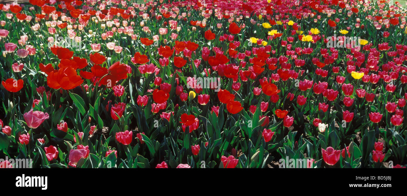 Spring bulbs australia hi-res stock photography and images - Alamy