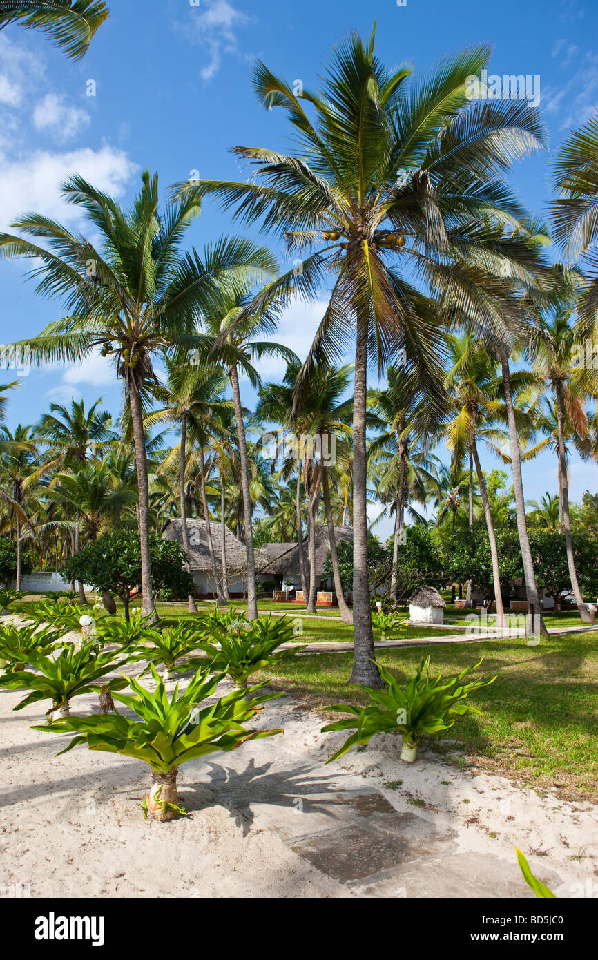 Karafuu hi-res stock photography and images - Alamy