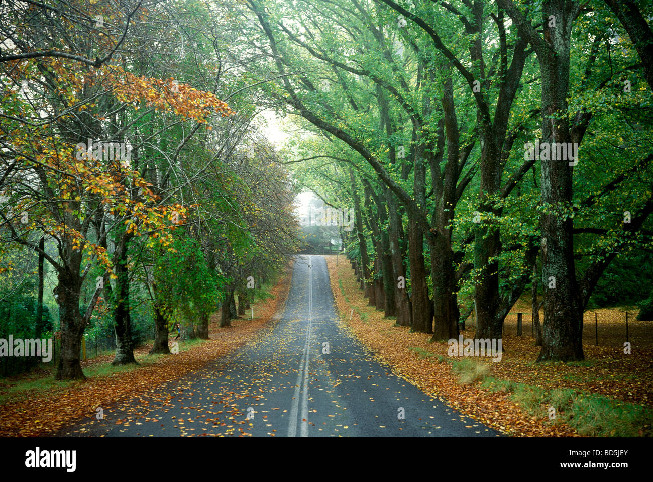 Mount wilson australia hi-res stock photography and images - Alamy