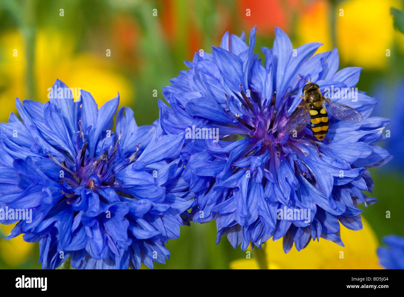 Devon flower meadow hi-res stock photography and images - Alamy