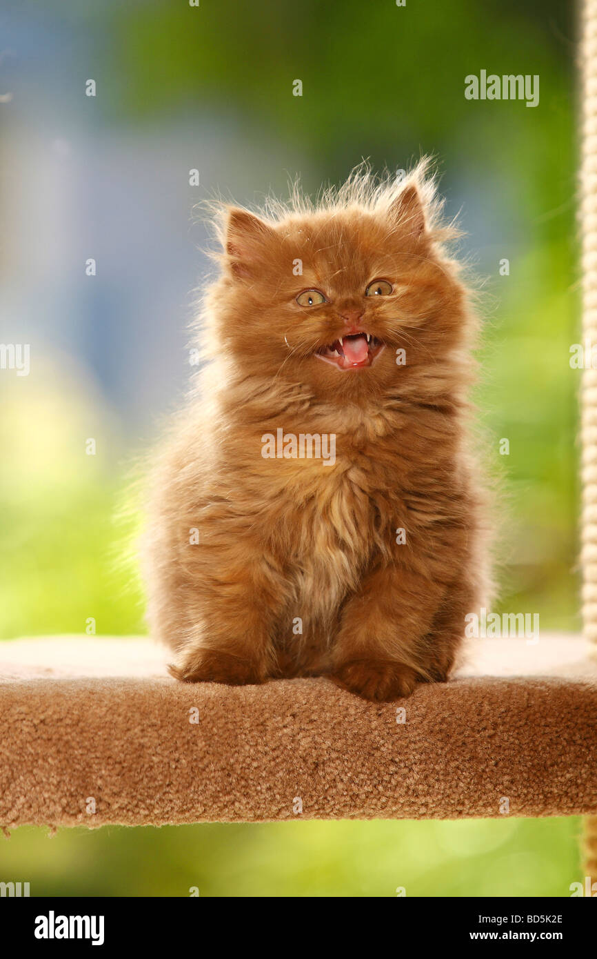 British Longhair Cat kitten cinnamon tortie Highlander Lowlander ...