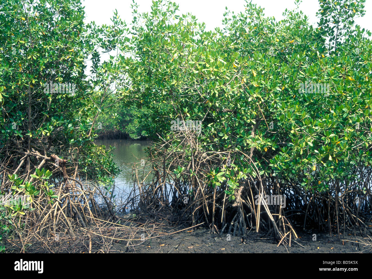 Mangrove Swamps Fish