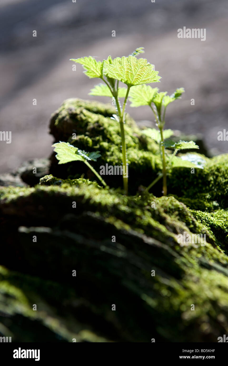 A close up shot of a new tree shoot growing out of a fallen branch on a ...