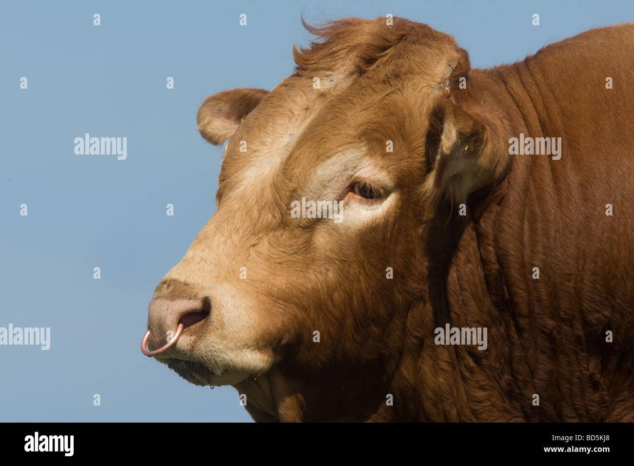 Cow with nose ring hi-res stock photography and images - Alamy