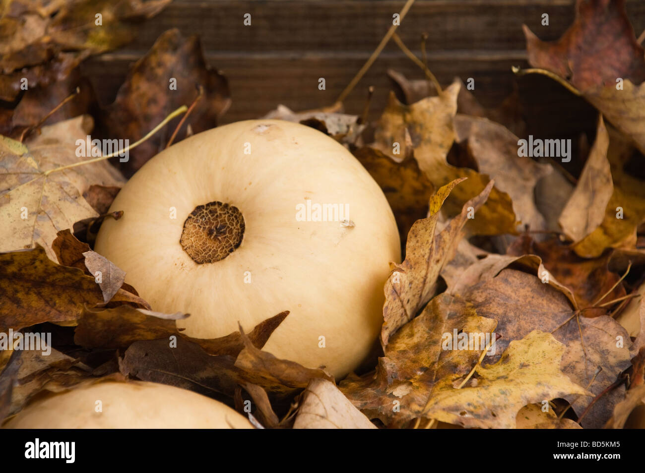 Butternut Squash packed in boxes Stock Photo - Alamy