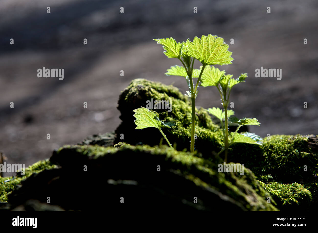A close up shot of a new tree shoot growing out of a fallen branch on a ...