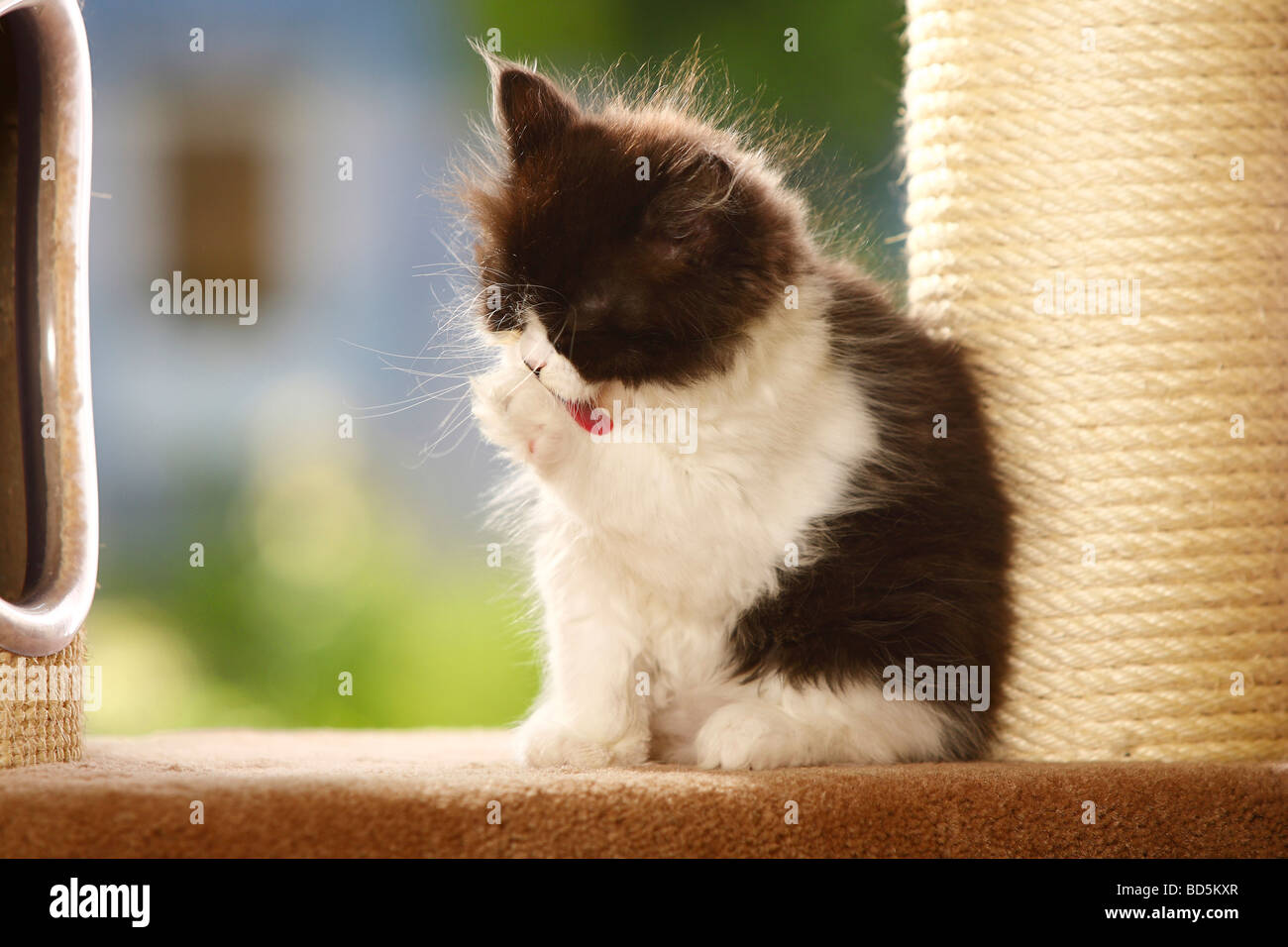 British Longhair Cat kitten black and white Highlander Lowlander ...
