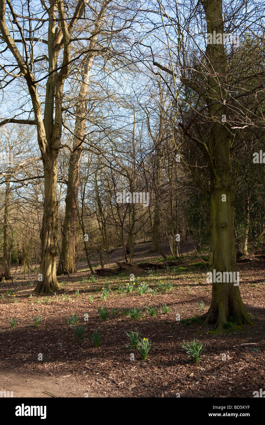Woodland scene in summer of English park on a sunny day Stock Photo - Alamy