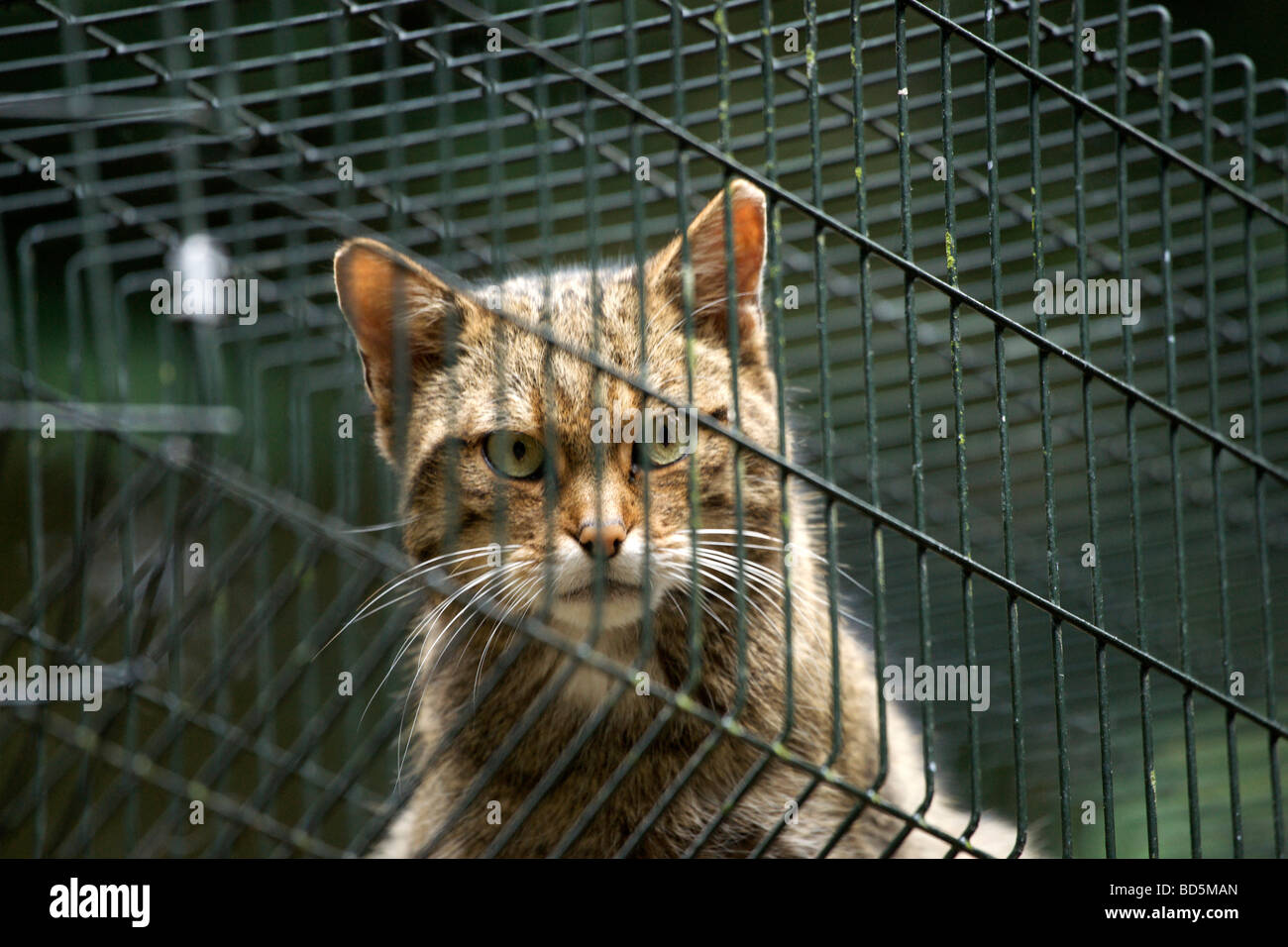 Highland wildlife park wildcat hi-res stock photography and images - Alamy