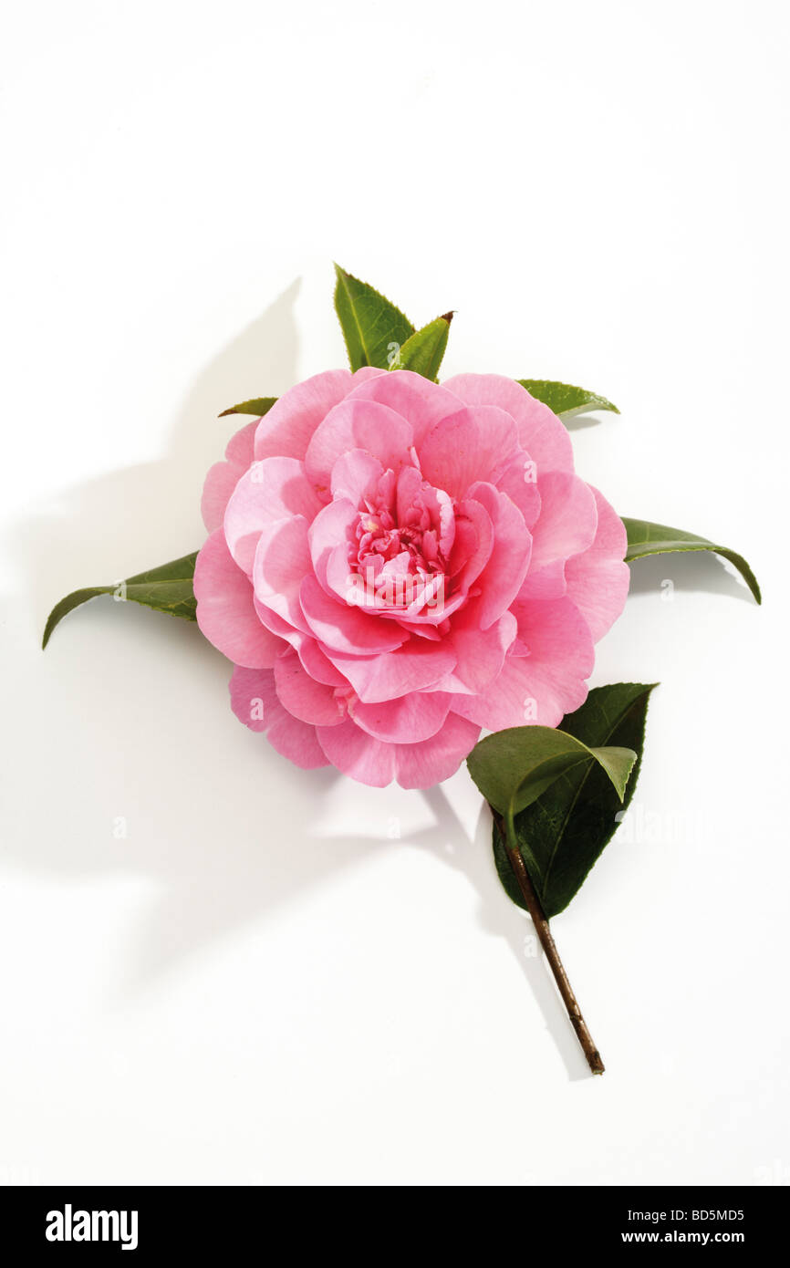 Pink camellia species hi-res stock photography and images - Alamy