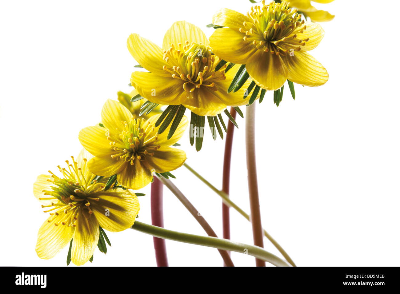 Wolf s bane Cut Out Stock Images & Pictures - Alamy