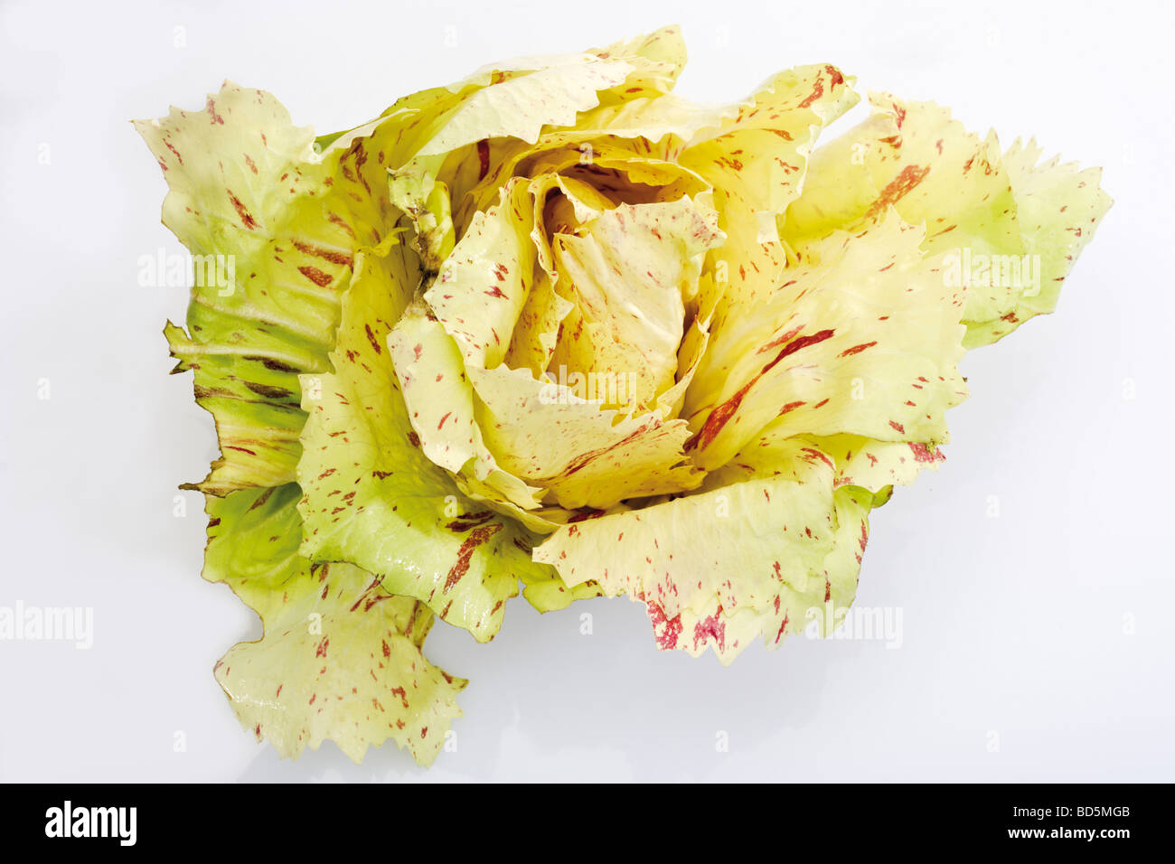 Radicchios High Resolution Stock Photography and Images - Alamy