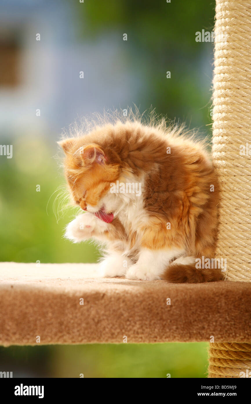 British Longhair Cat kitten cinnamon tortie white Highlander Lowlander ...