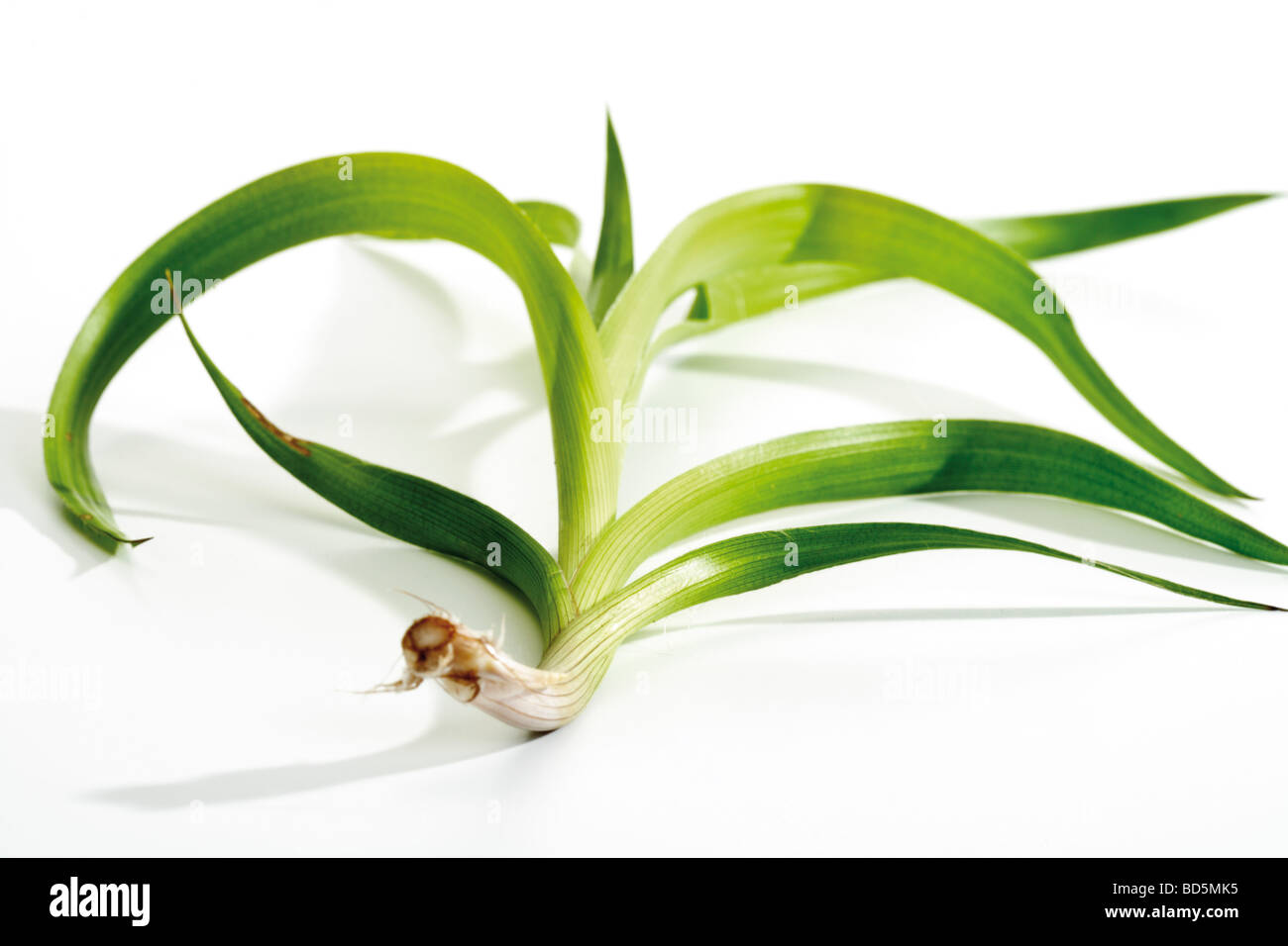 Carex gras hi-res stock photography and images - Alamy