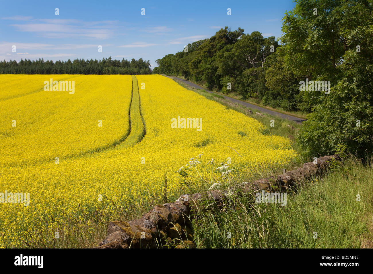 Rapeseed field with track and lane parallel Stock Photo - Alamy