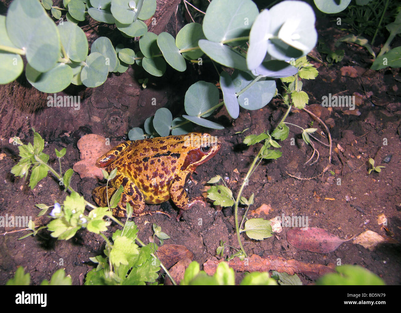 Terrestrial frog hi-res stock photography and images - Alamy