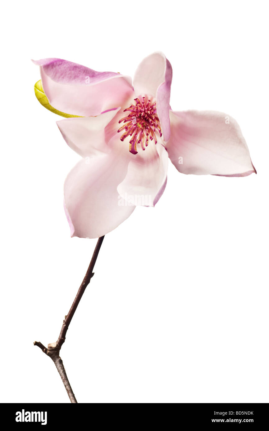 Branch magnolia flowers in Cut Out Stock Images & Pictures - Alamy