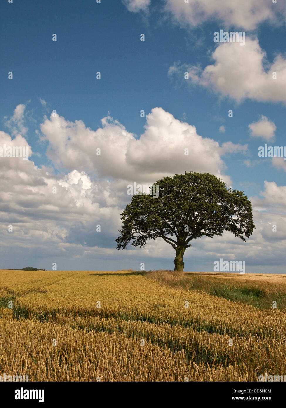 Sycamore tree summer hi-res stock photography and images - Alamy