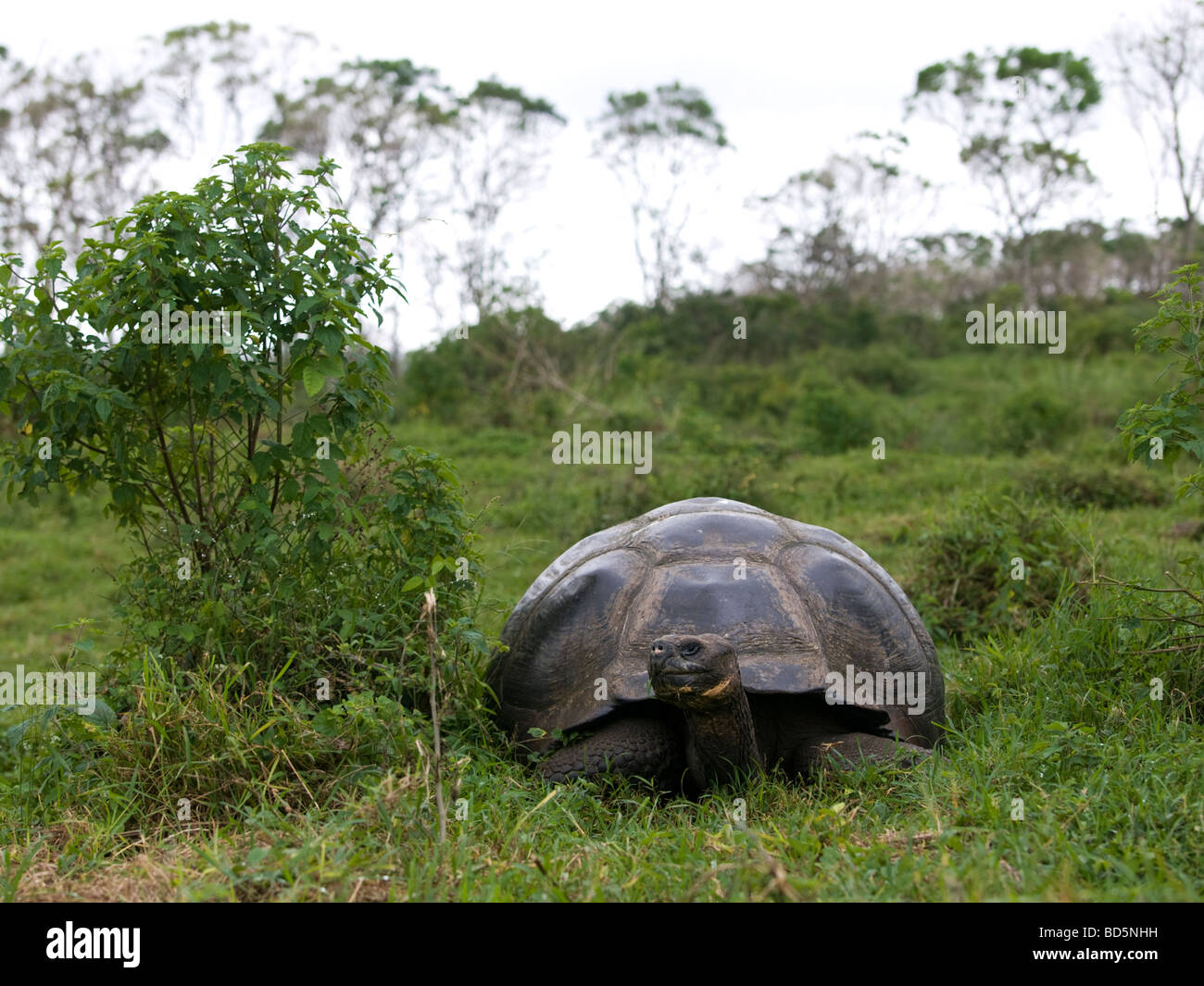 Galapagos tortoise santa cruz hi-res stock photography and images - Alamy