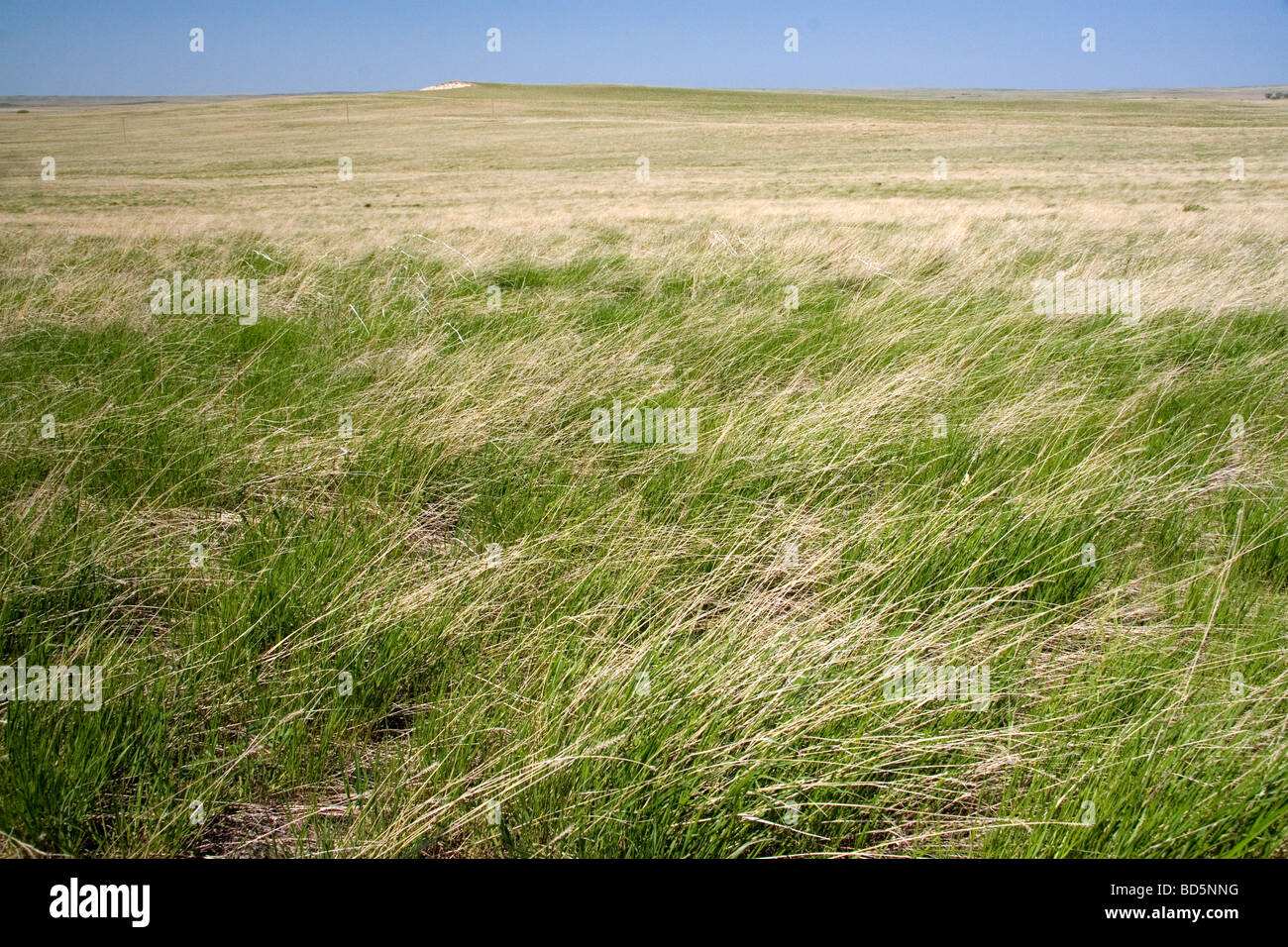American prairie tall grass hi-res stock photography and images - Alamy