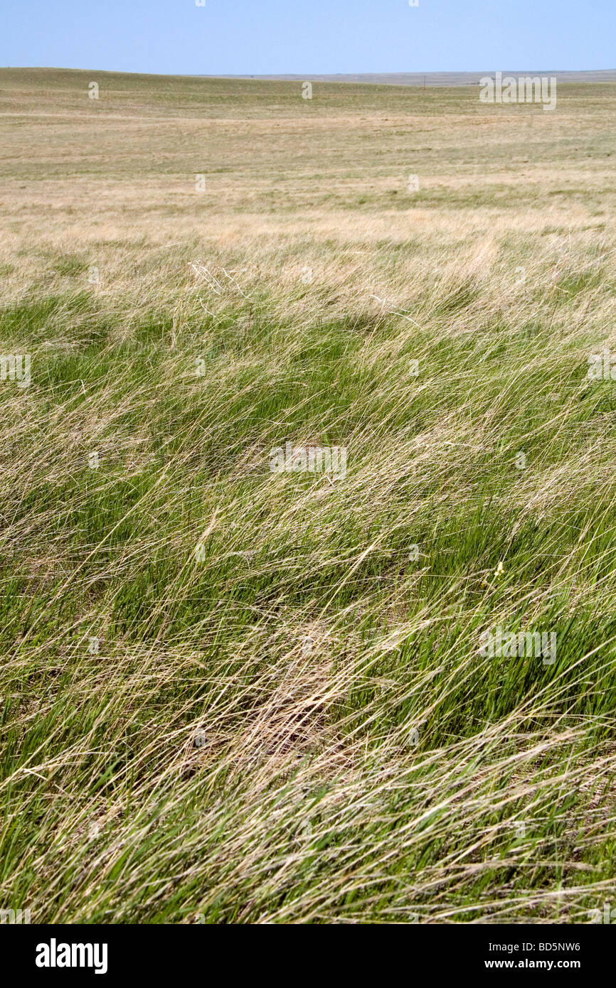 In tall prairie grass hi-res stock photography and images - Alamy